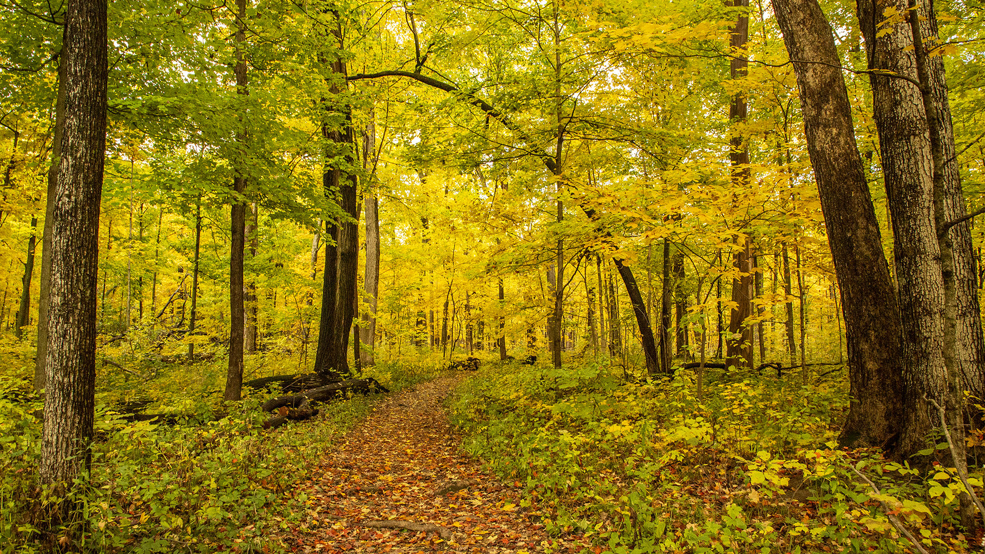 Spring Creek Forest Preserve: Garland's Natural Haven for Beautiful ...