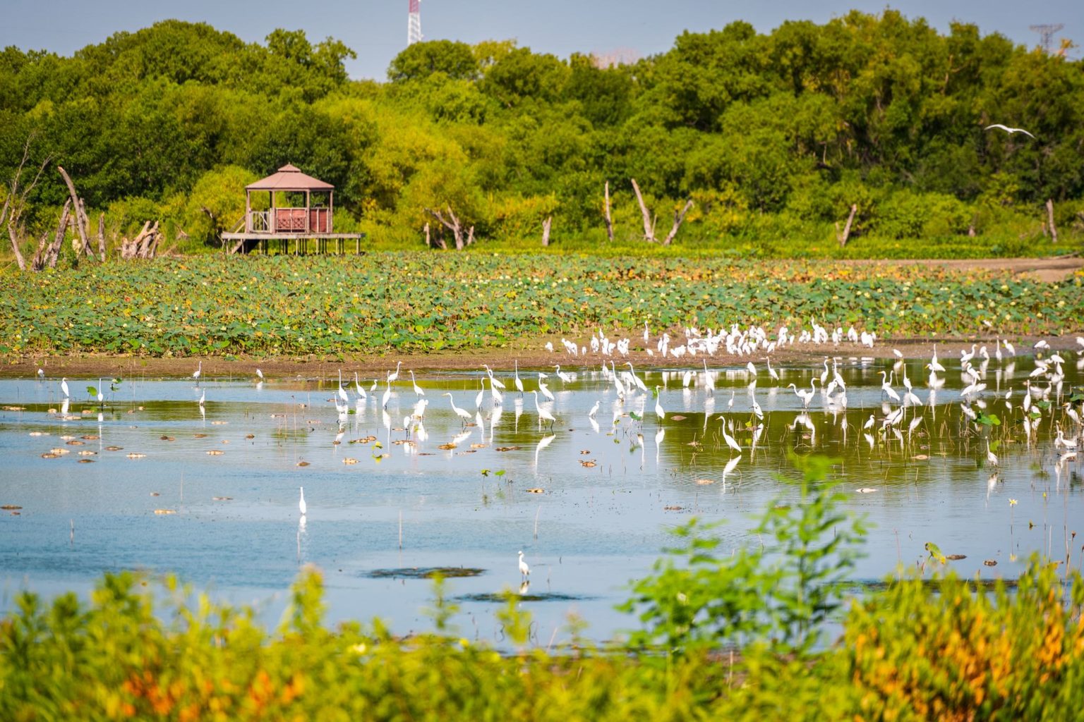 Lewisville Lake Environmental Learning Area: A Natural Backdrop for ...